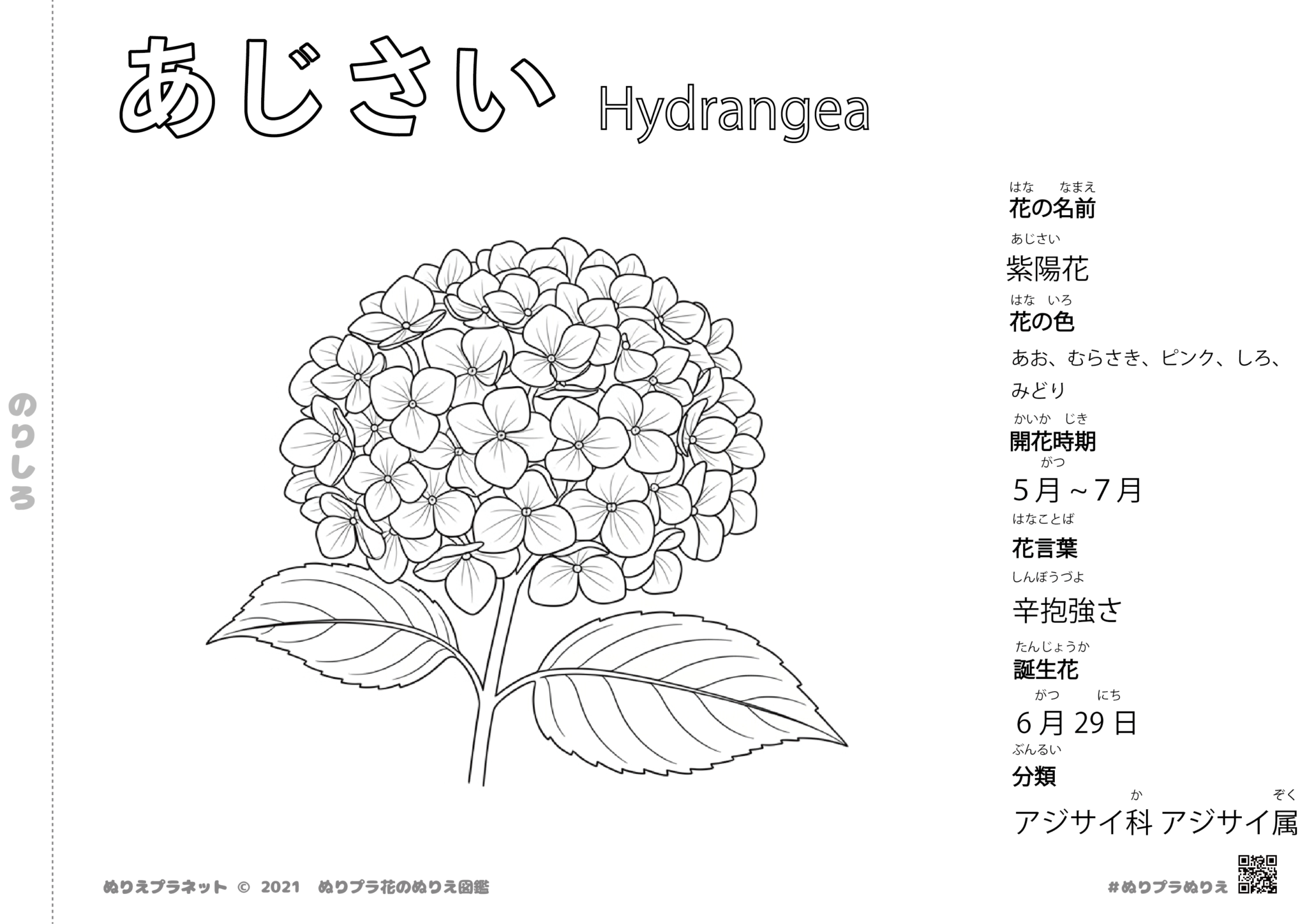 Hydrangea (Ajisai) Coloring Page: Learn Japanese & Culture [Free ...
